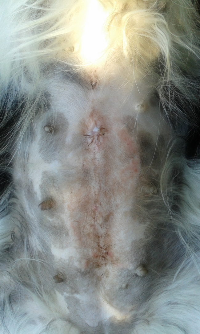 kutya seb kezelése – Állatgyógyászati gyógyhatású készítmények